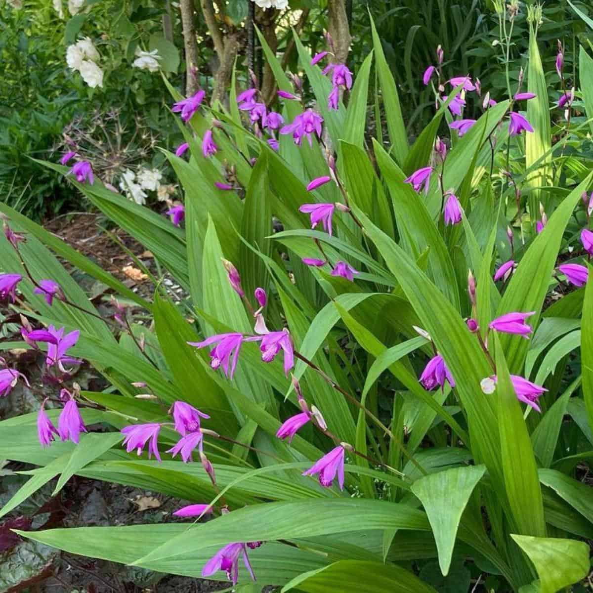 Bletilla Striata: How To Grow and Care For Ground Orchid