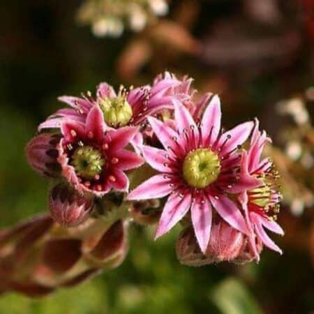 Sempervivum Tectorum Care: How To Grow Common Houseleek
