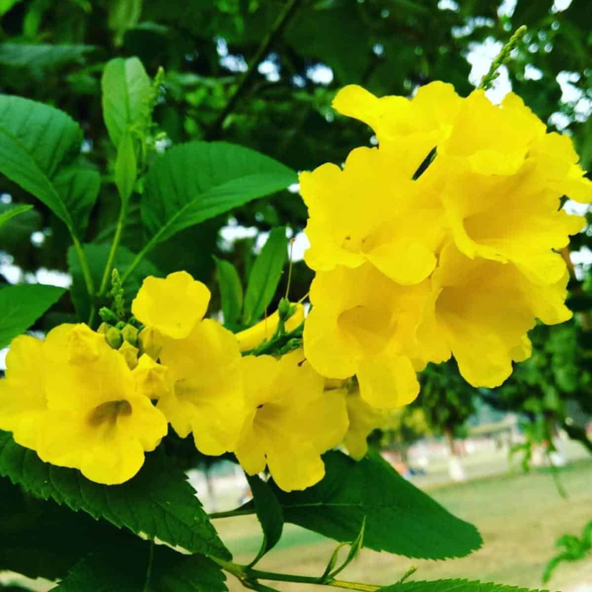 Tecoma Stans: How To Grow and Care For Yellow Bells