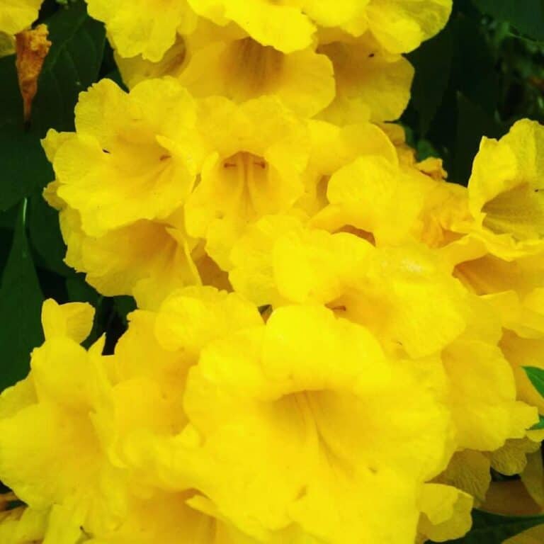 Tecoma Stans: How To Grow and Care For Yellow Bells