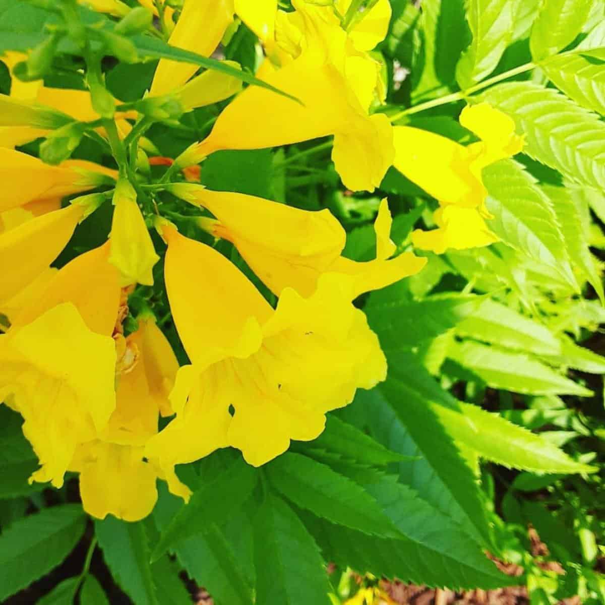 Tecoma Stans: How To Grow and Care For Yellow Bells