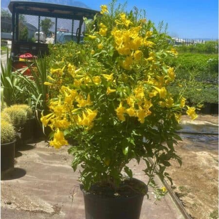 Tecoma Stans: How To Grow and Care For Yellow Bells