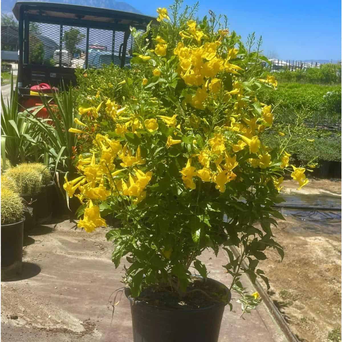 Tecoma Stans: How To Grow and Care For Yellow Bells