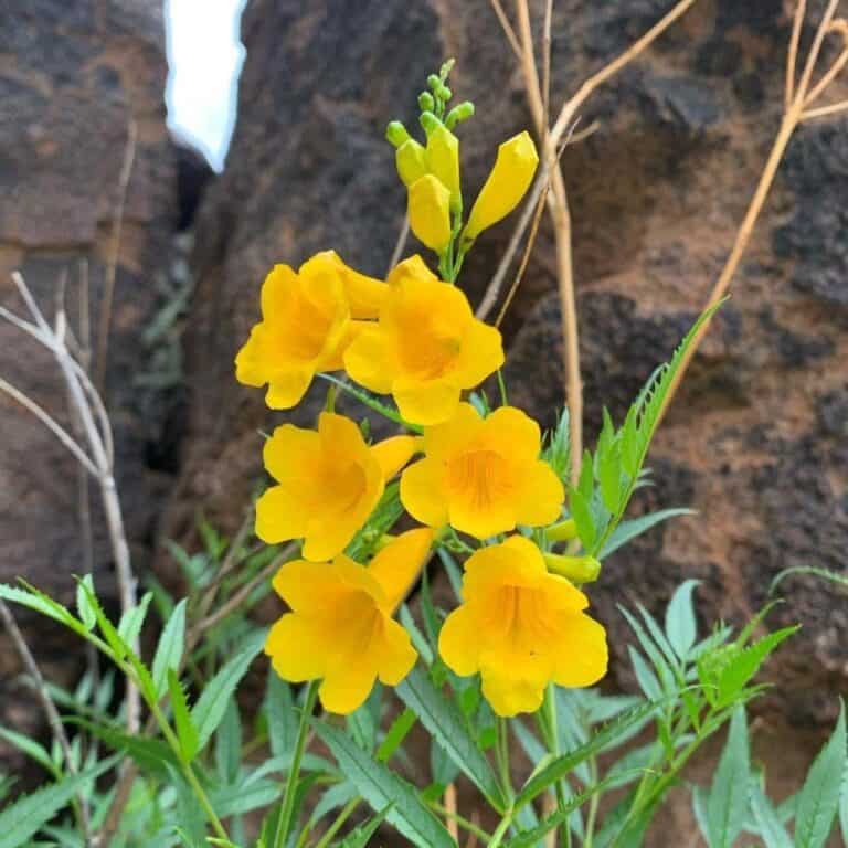 Tecoma Stans: How To Grow and Care For Yellow Bells