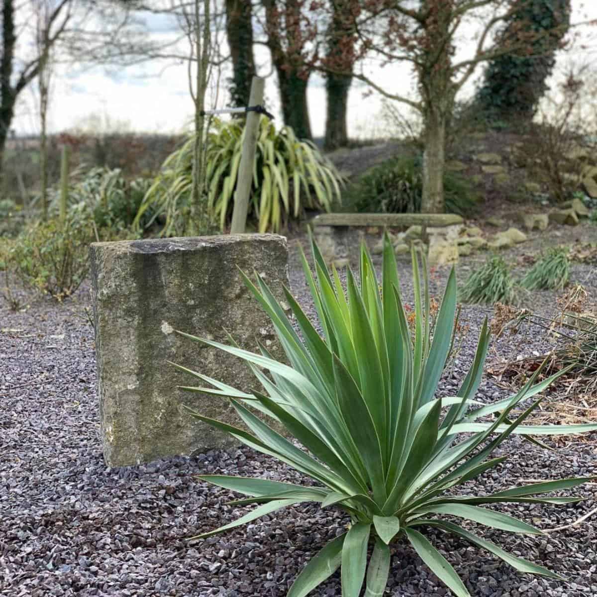 Yucca Gloriosa Care: Growing The Spanish Dagger Plant