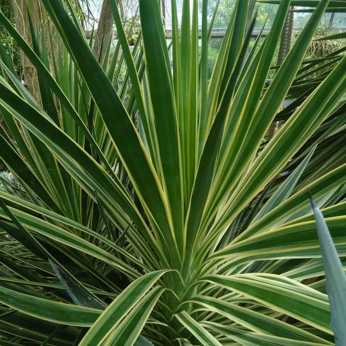 Yucca Gloriosa Care: Growing The Spanish Dagger Plant
