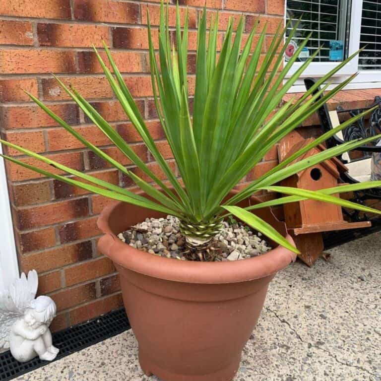 Yucca Gloriosa Care: Growing The Spanish Dagger Plant