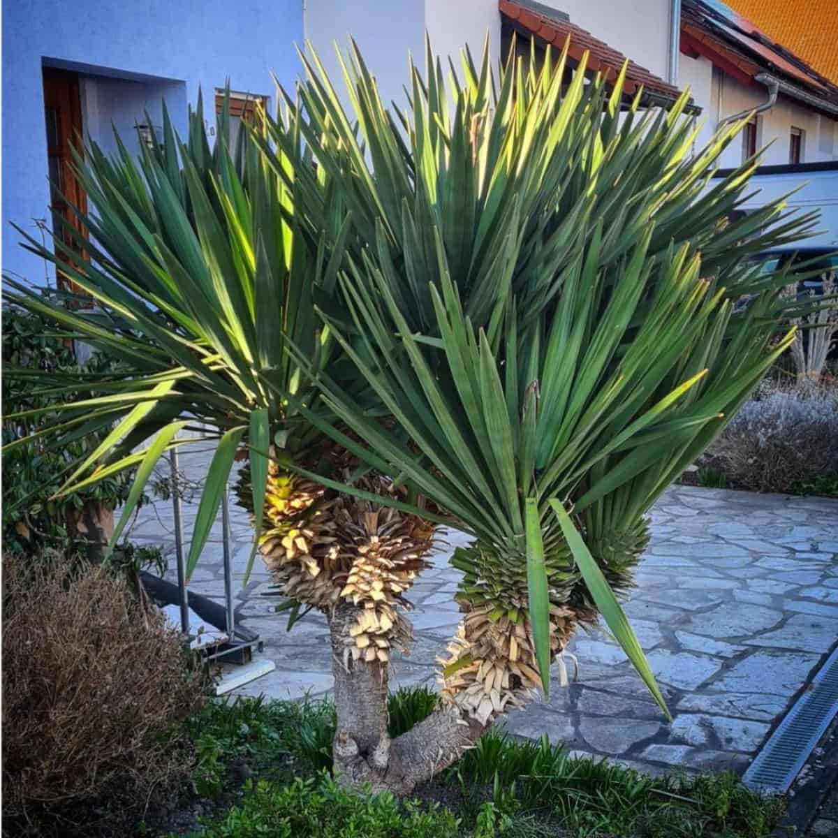 Yucca Gloriosa Care: Growing The Spanish Dagger Plant