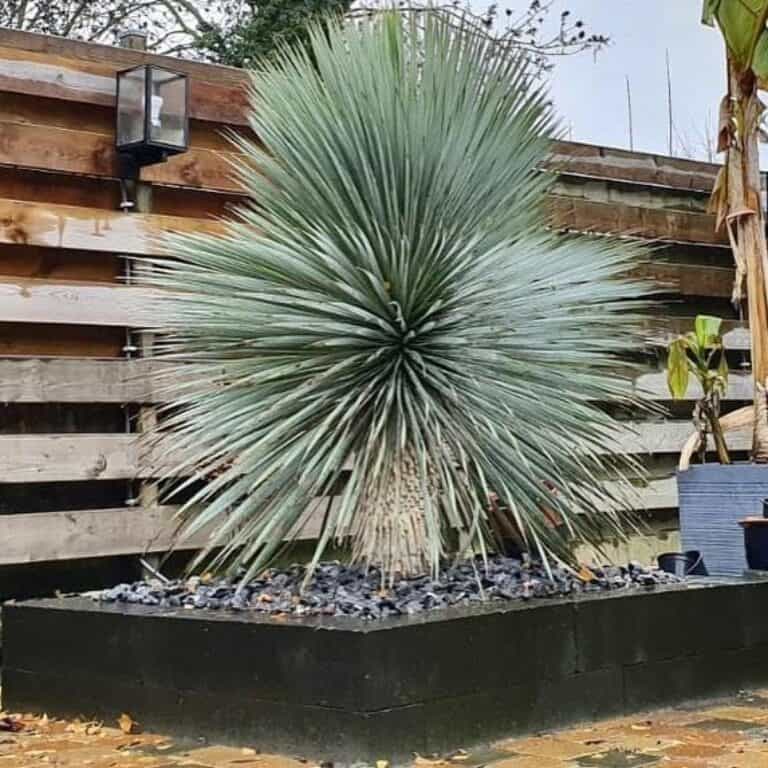 Yucca Gloriosa Care: Growing The Spanish Dagger Plant