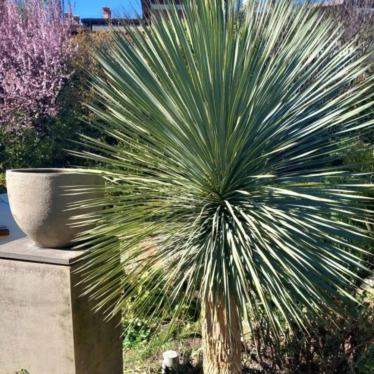 Yucca Gloriosa Care: Growing The Spanish Dagger Plant