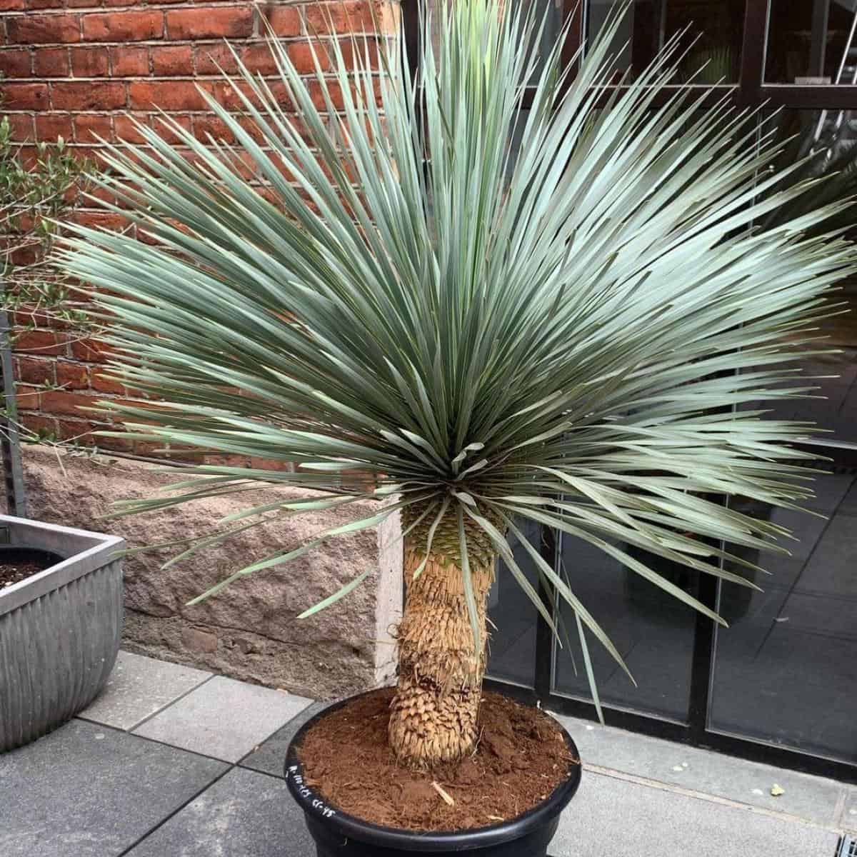 Yucca Gloriosa Care: Growing The Spanish Dagger Plant
