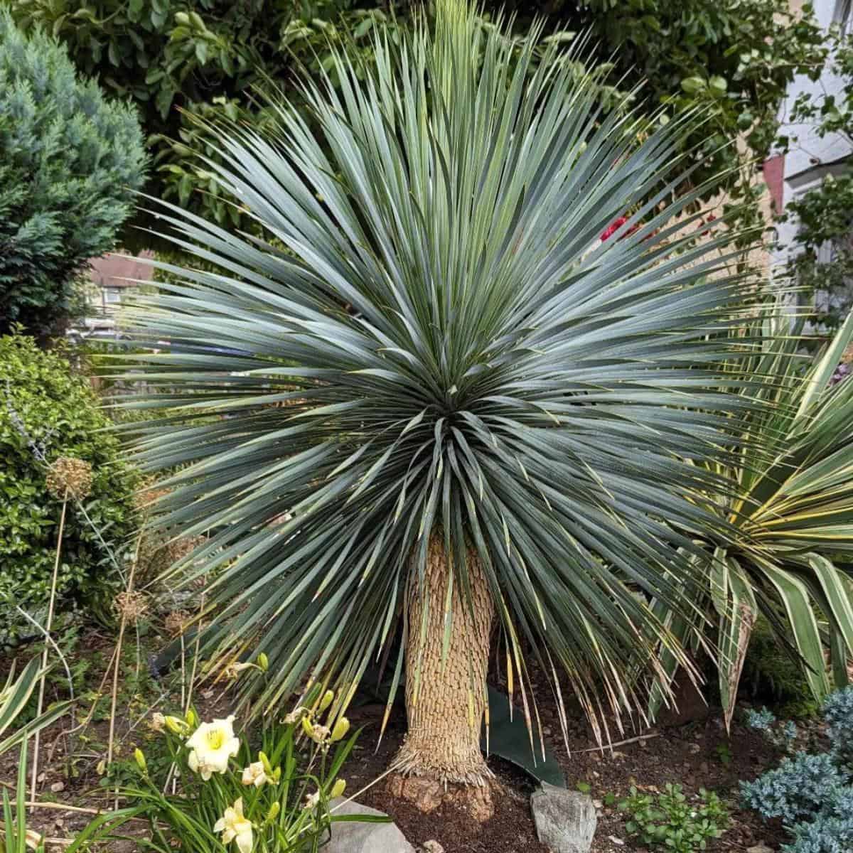 Yucca Gloriosa Care: Growing The Spanish Dagger Plant