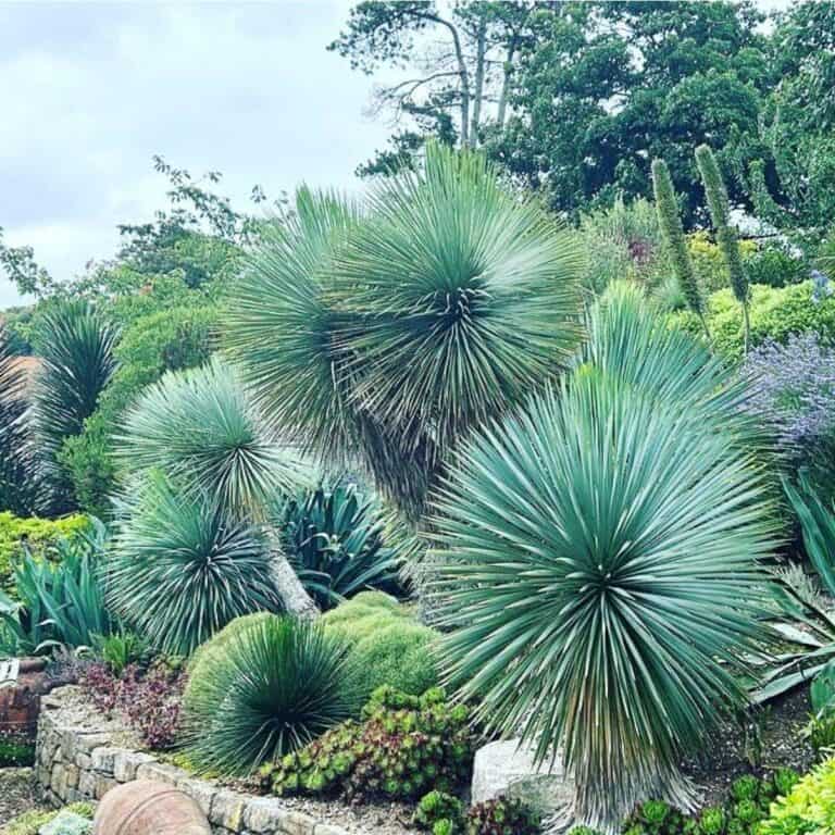 Yucca Gloriosa Care: Growing The Spanish Dagger Plant