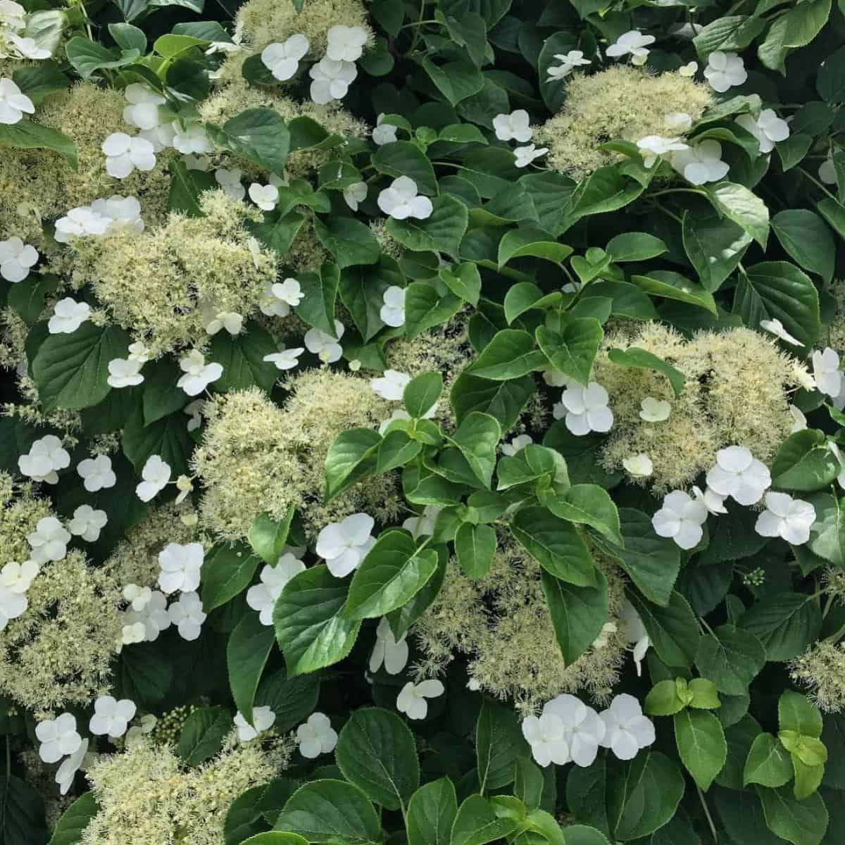Growing Climbing Hydrangea: Learn Care Of Classy Hydrangea Petiolaris