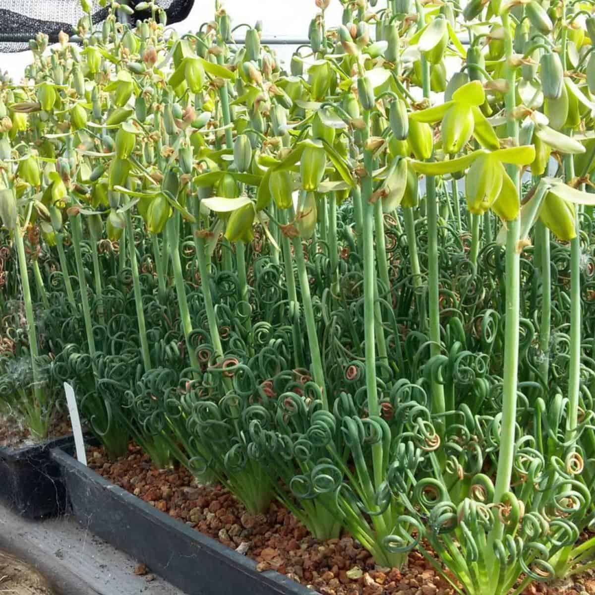 Albuca Spiralis Care: Growing For Frizzle Sizzle Plant
