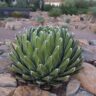 Agave Victoriae-Reginae Care: Growing The Queen Victoria Agave