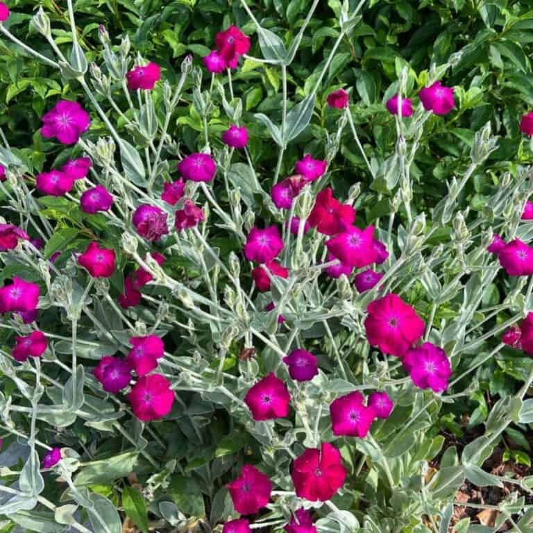 Rose Campion Plants: How To Grow and Care For Lychnis Coronaria