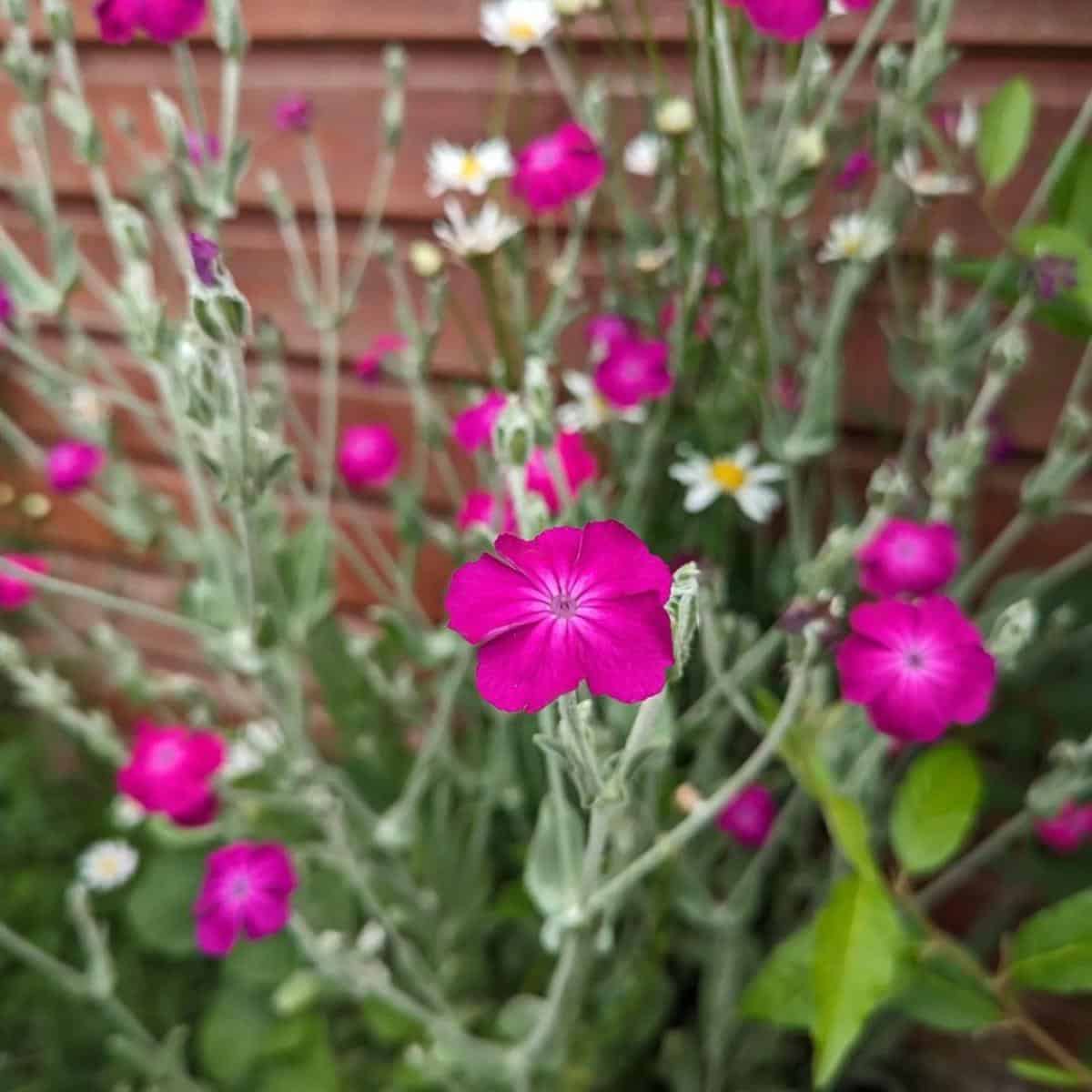 Rose Campion Plants: How To Grow and Care For Lychnis Coronaria