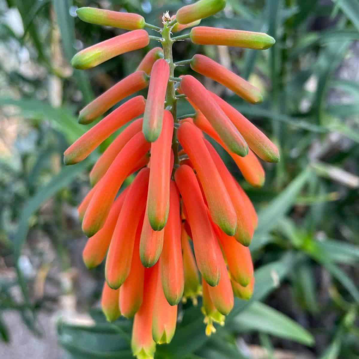 Aloe Ciliaris Care: Tips On Growing The Climbing Aloe