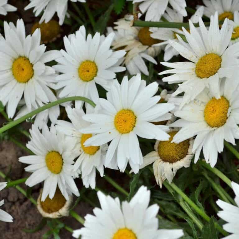 Shasta Daisy Care: How To Grow Leucanthemum Maximum