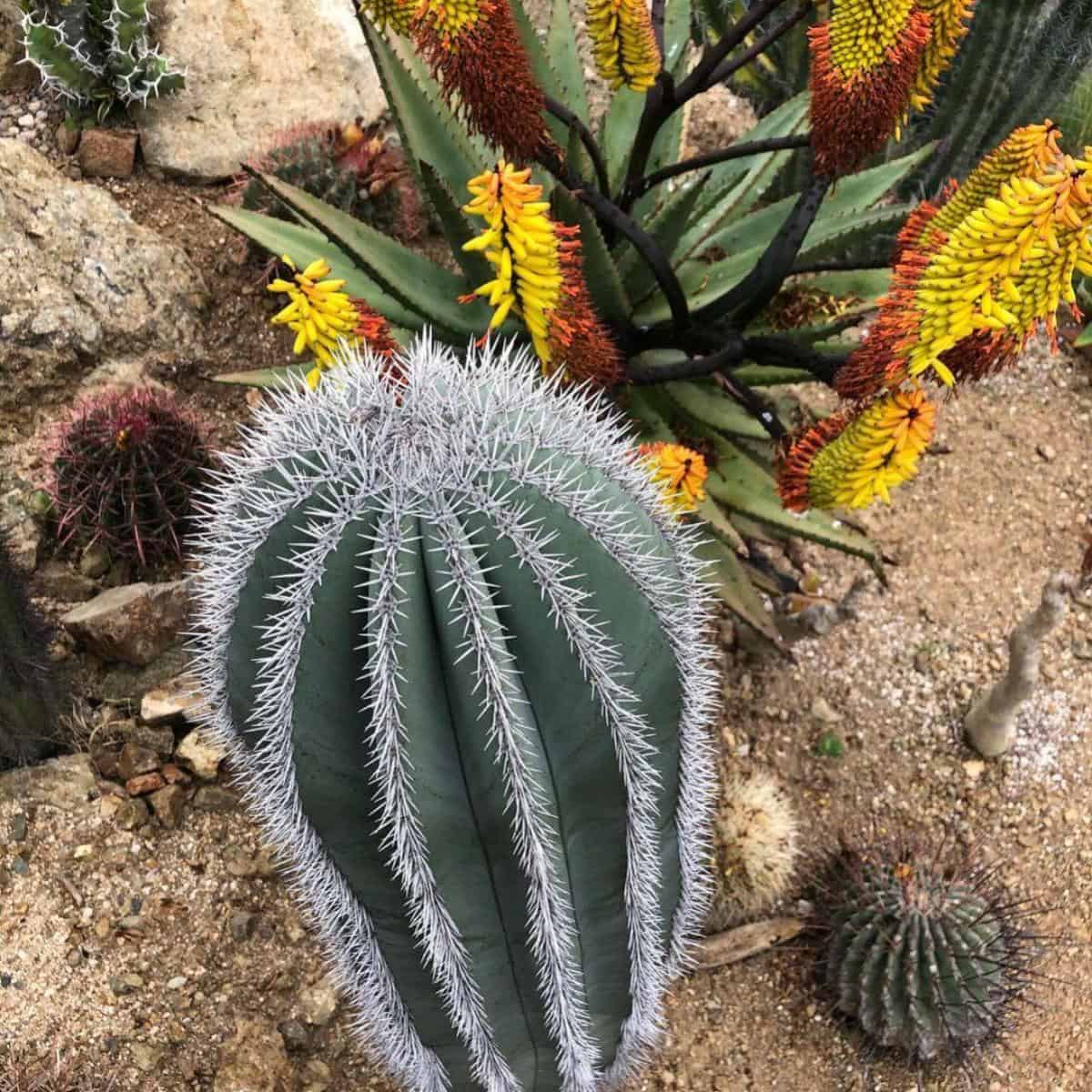 Cardon Cactus Care: Growing The Giant Mexican Pachycereus Pringlei