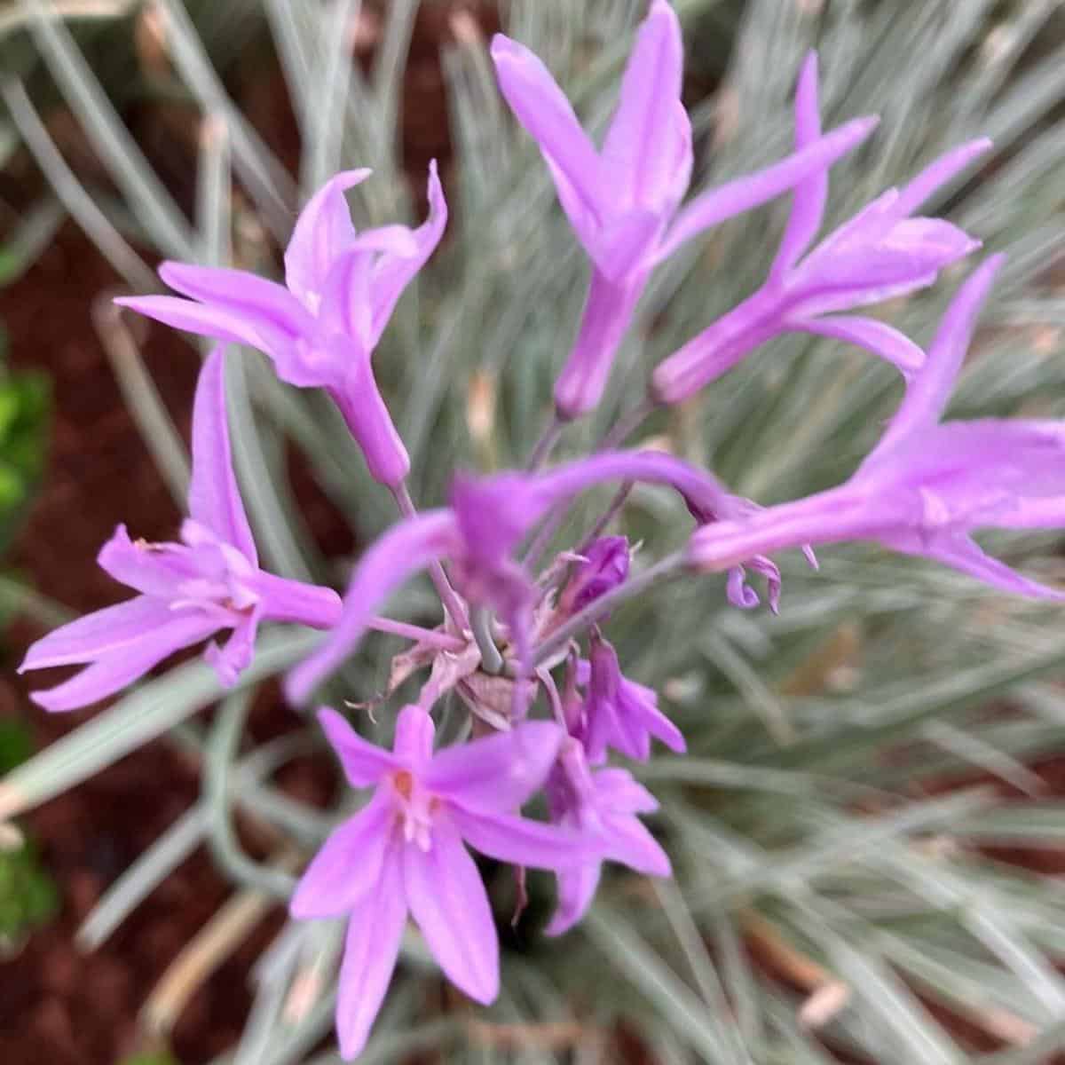 Society Garlic How To Grow And Care For Tulbaghia Violacea