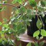 Peperomia Puteolata [Parallel Peperomia] Growing And Care