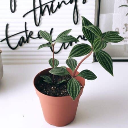 Peperomia Puteolata [Parallel Peperomia] Growing And Care
