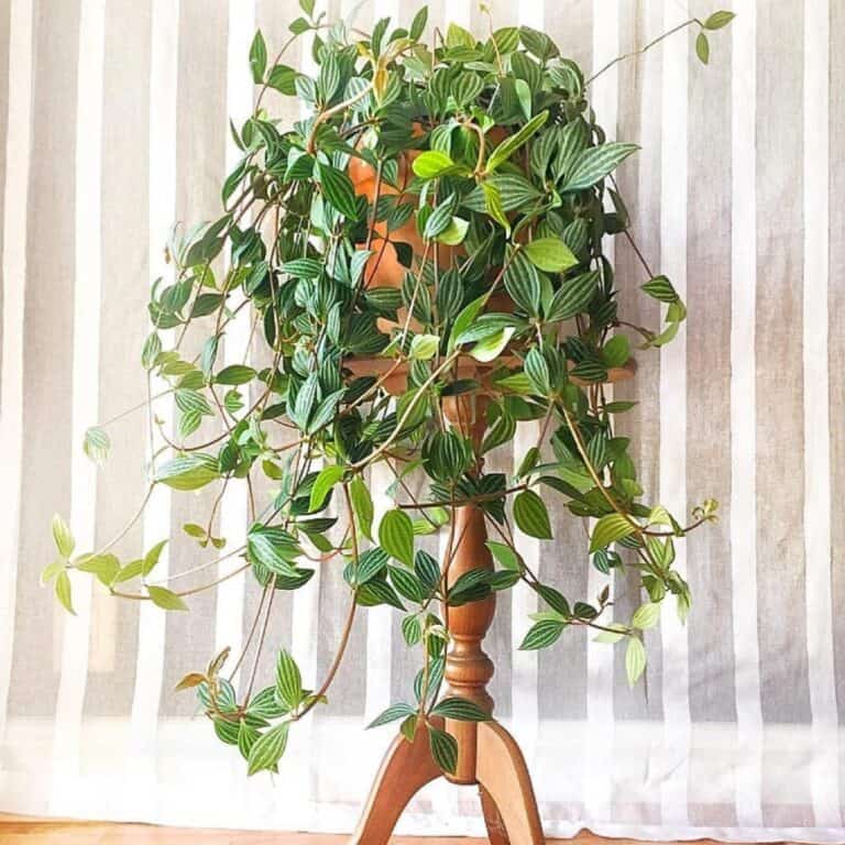 Peperomia Puteolata [Parallel Peperomia] Growing And Care