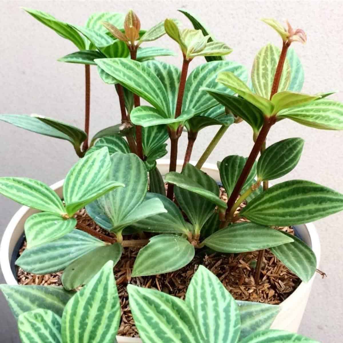 Peperomia Puteolata [Parallel Peperomia] Growing And Care