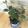Peperomia Puteolata [Parallel Peperomia] Growing And Care