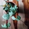 Peperomia Puteolata [Parallel Peperomia] Growing And Care