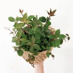Peperomia Puteolata [Parallel Peperomia] Growing And Care
