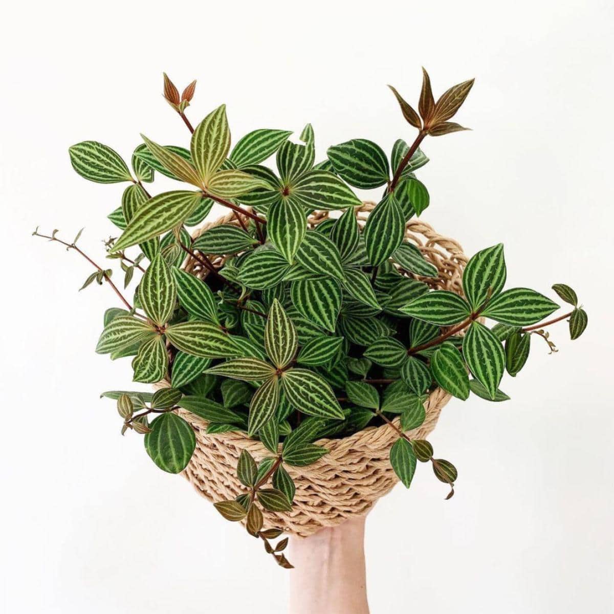 Peperomia Puteolata [Parallel Peperomia] Growing And Care
