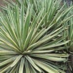Agave Angustifolia Info: How To Grow And Care For Caribbean Agave