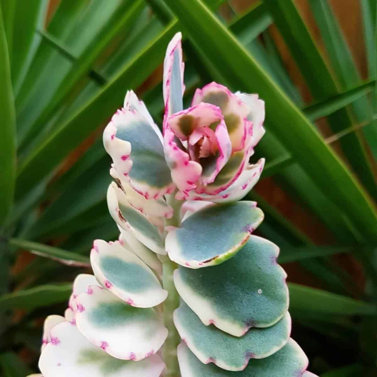 Kalanchoe Fedtschenkoi Care: How To Grow Lavender Scallops