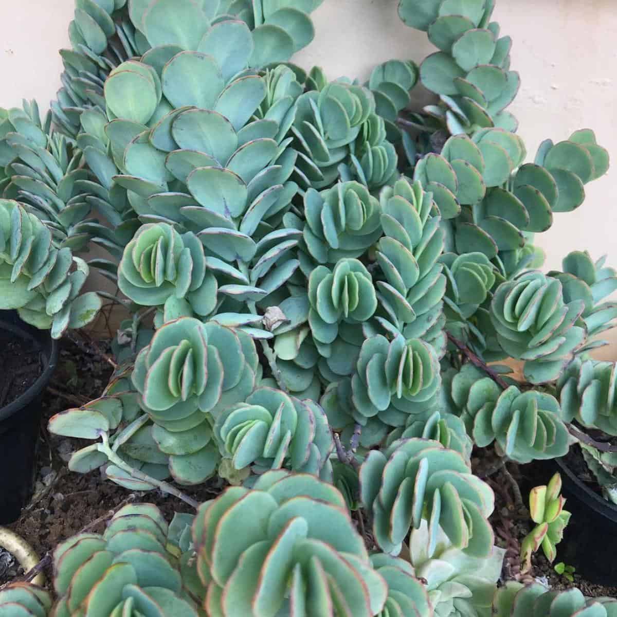 Kalanchoe Fedtschenkoi Care: How To Grow Lavender Scallops