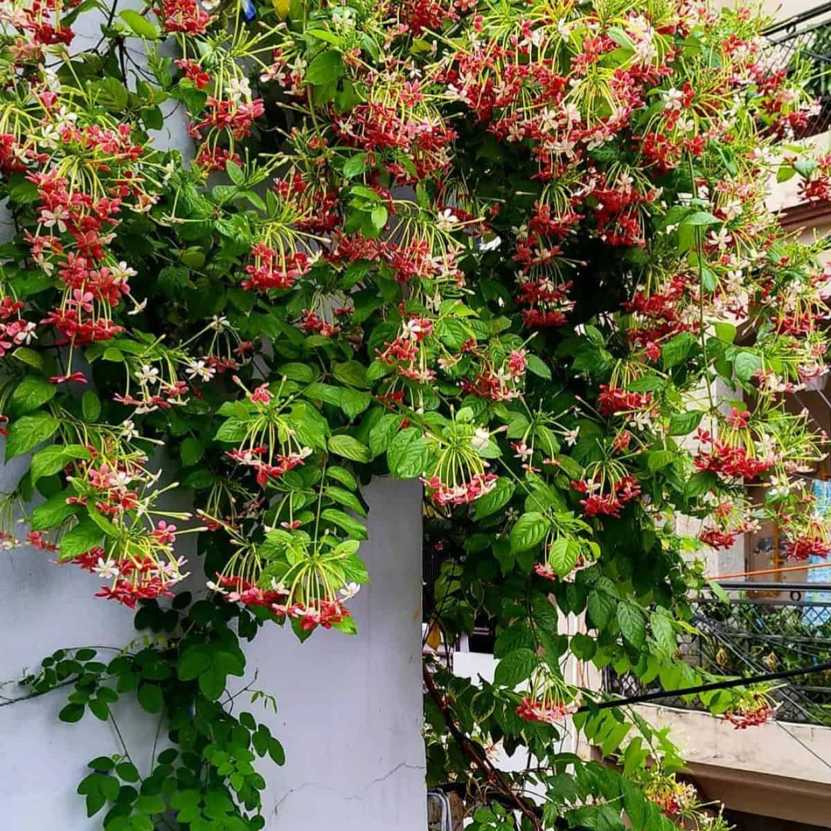 Growing Rangoon Creeper Plants: Caring For Quisqualis Indica