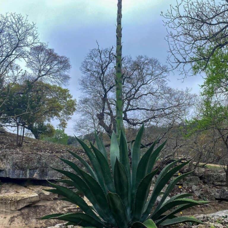 Century Plant Care: Growing The Agave Americana