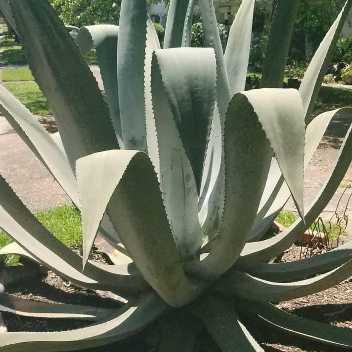 Century Plant Care: Growing The Agave Americana