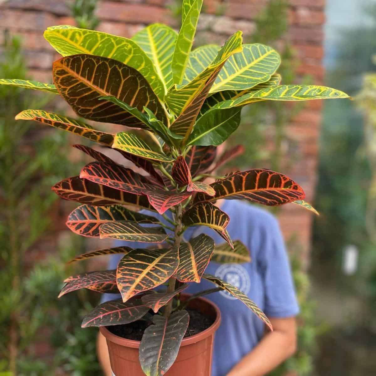 Croton Petra Care: How To Grow Petra Crotons