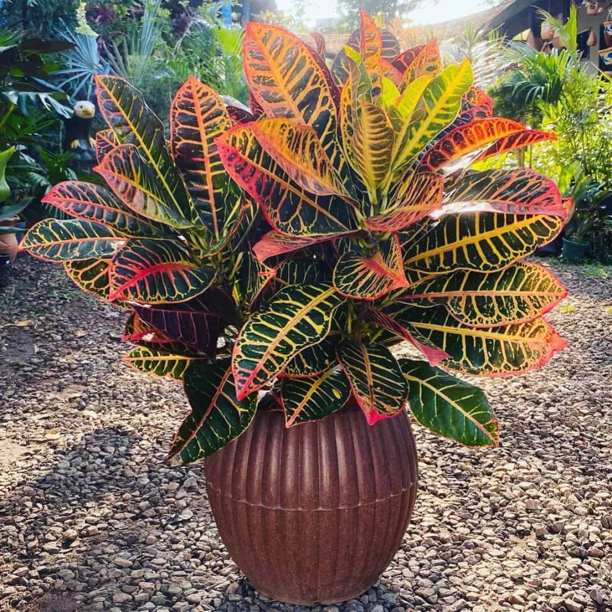 Croton Petra Care: How To Grow Petra Crotons