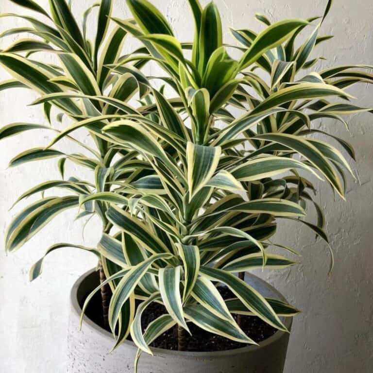 Dracaena Reflexa Plant Growing and Care (Pleomele)