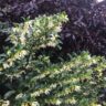 Sweet Box Plant Care: Tips On Growing The Sarcococca Confusa