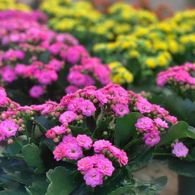 Calandiva Plant Info: How To Grow And Care For Kalanchoe