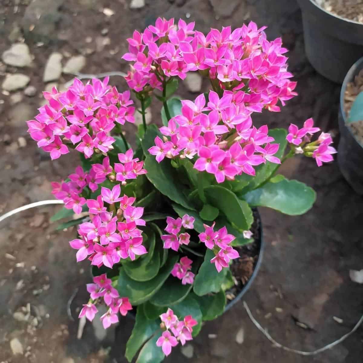 Calandiva Plant Info: How To Grow And Care For Kalanchoe