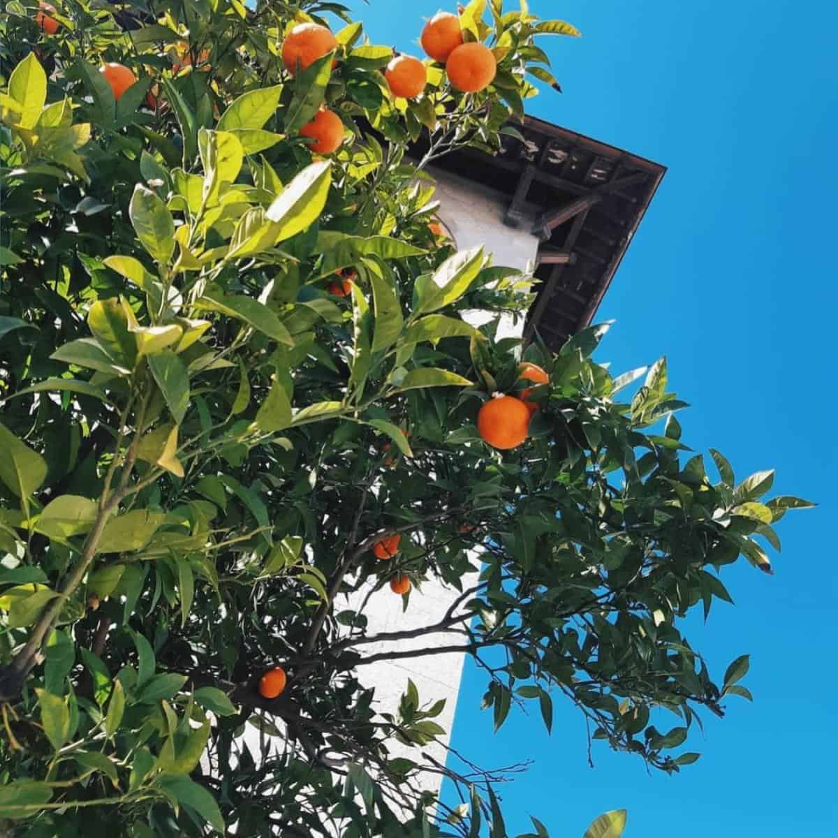 Tangerine Tree Care: Learning To Grow Tangerines