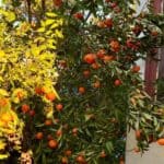Tangerine Tree Care: Learning To Grow Tangerines