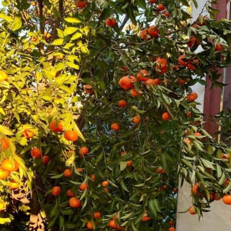 Tangerine Tree Care: Learning To Grow Tangerines