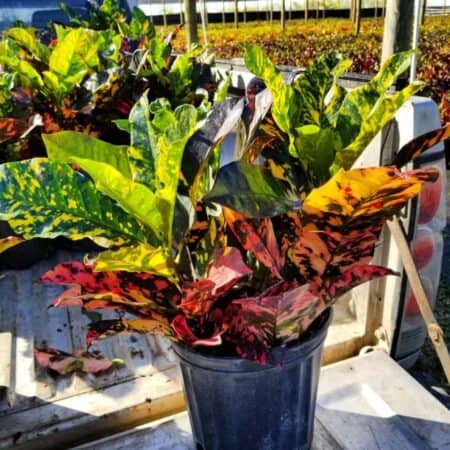Croton Magnificent Plant Care: How To Grow Codiaeum Variegatum